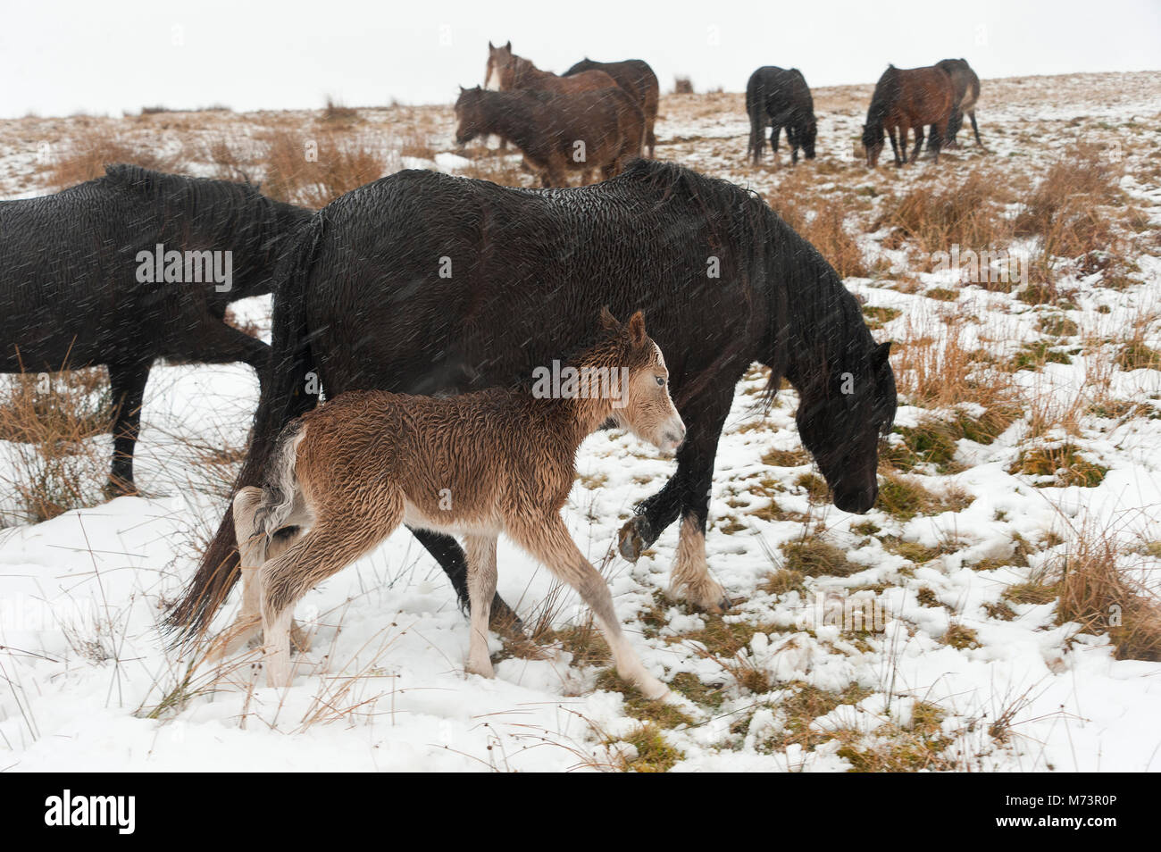 Builth Wells, Powys, UK. 8th March 2018. A newly born Welsh Mountain ...