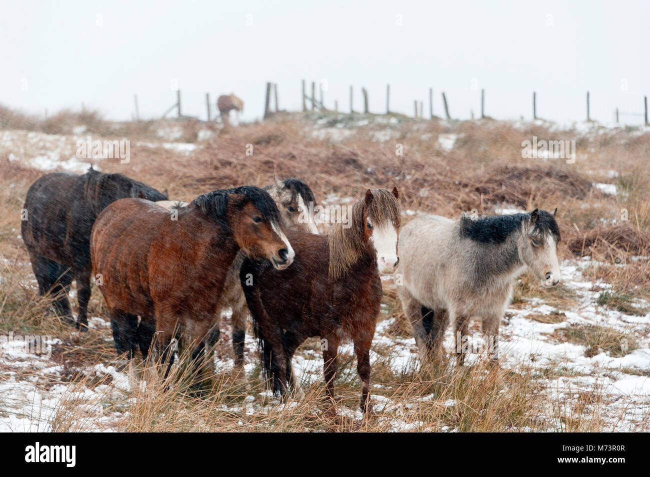 Builth Wells, Powys, UK. 8th March 2018. Welsh Mountain Ponies are seen ...