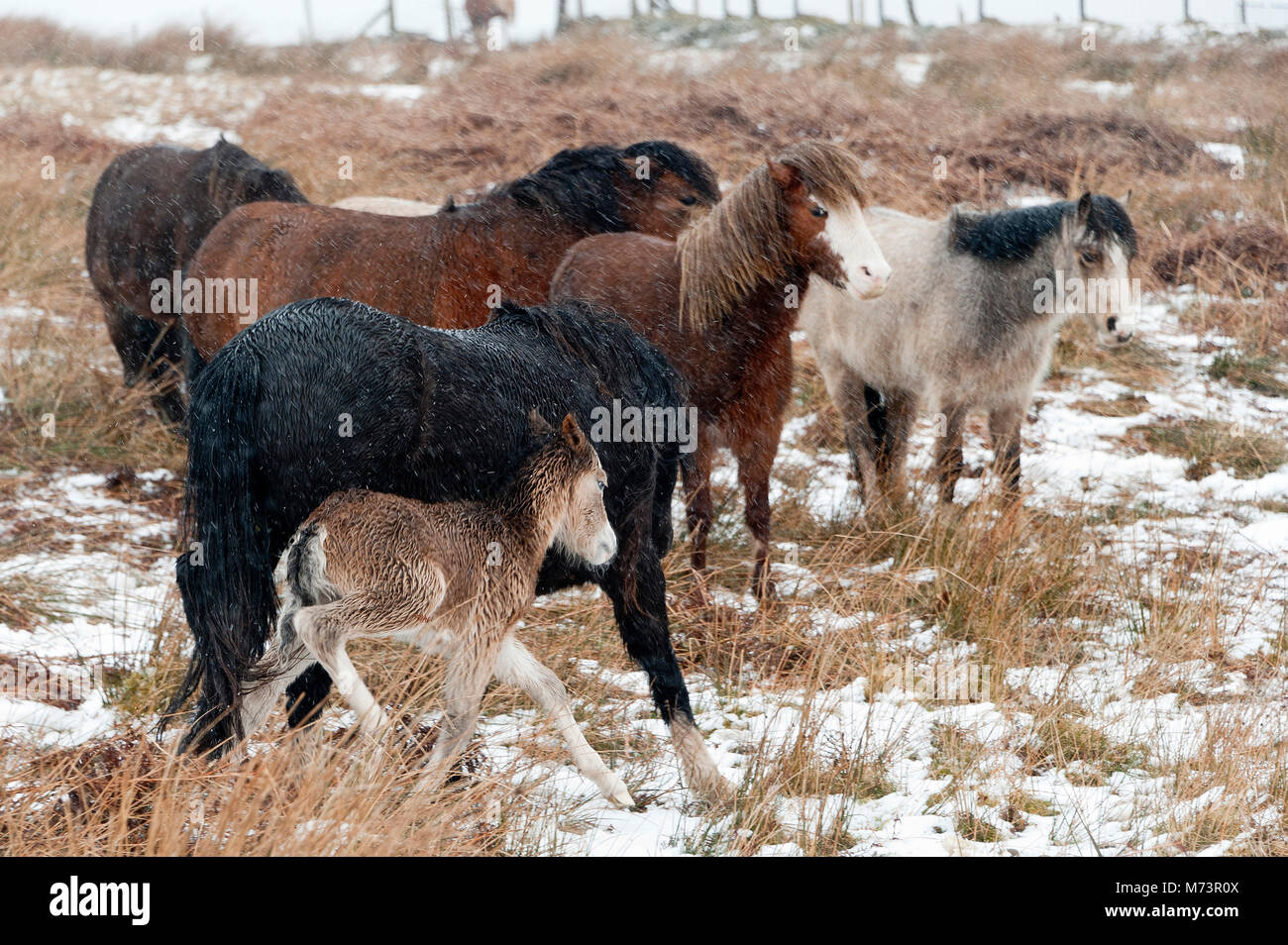 Builth Wells, Powys, UK. 8th March 2018. A newly born Welsh Mountain ...