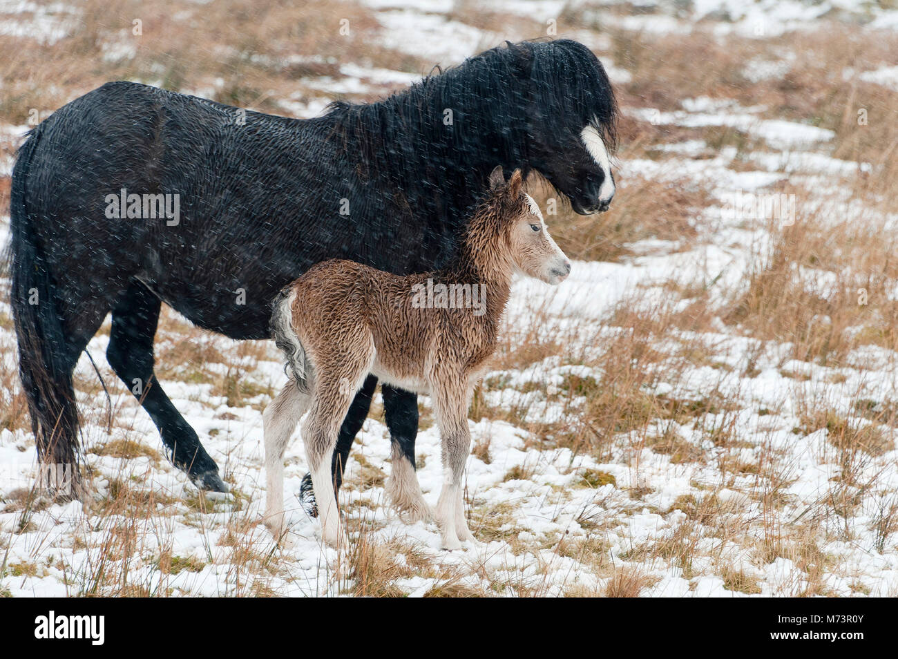 Builth Wells, Powys, UK. 8th March 2018. A newly born Welsh Mountain ...