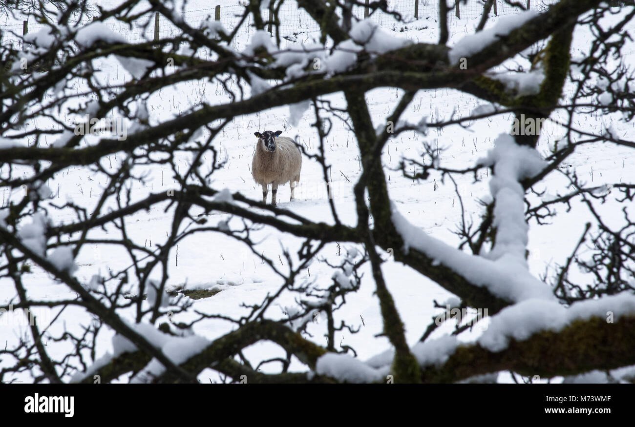 Clitheroe, Lancashire, UK. 8th March 2018. Sheep in the snow which hit ...