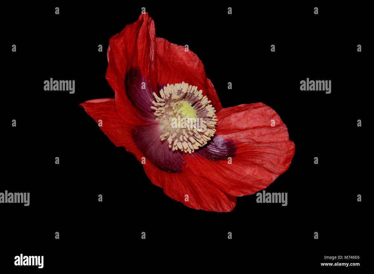 Purple poppy remembrance hi-res stock photography and images - Alamy