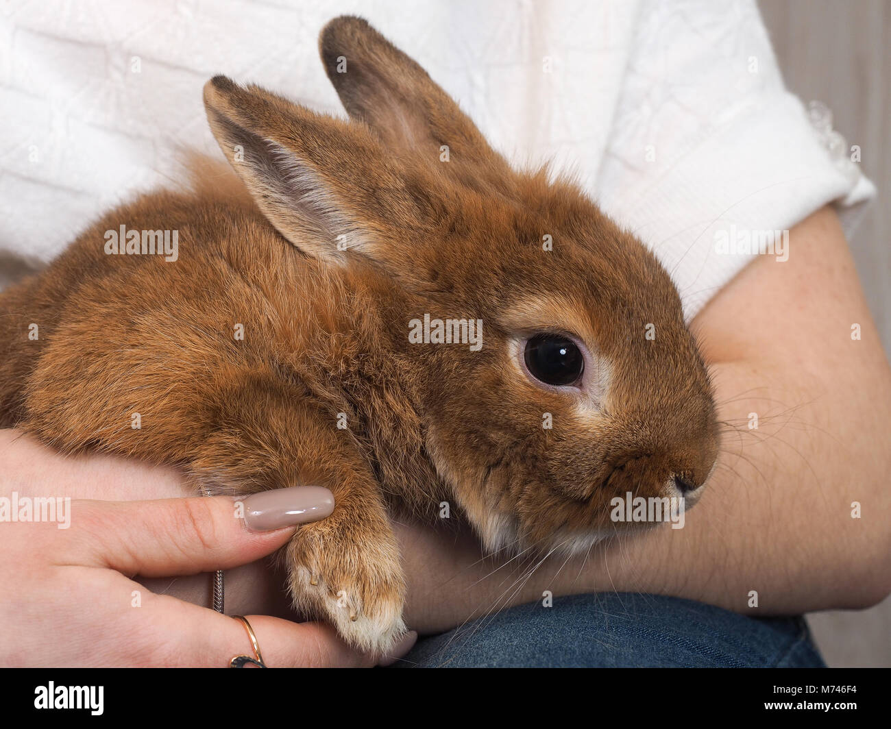 Very cute rabbit on the women hand. Portrait of rabbit close up Stock ...