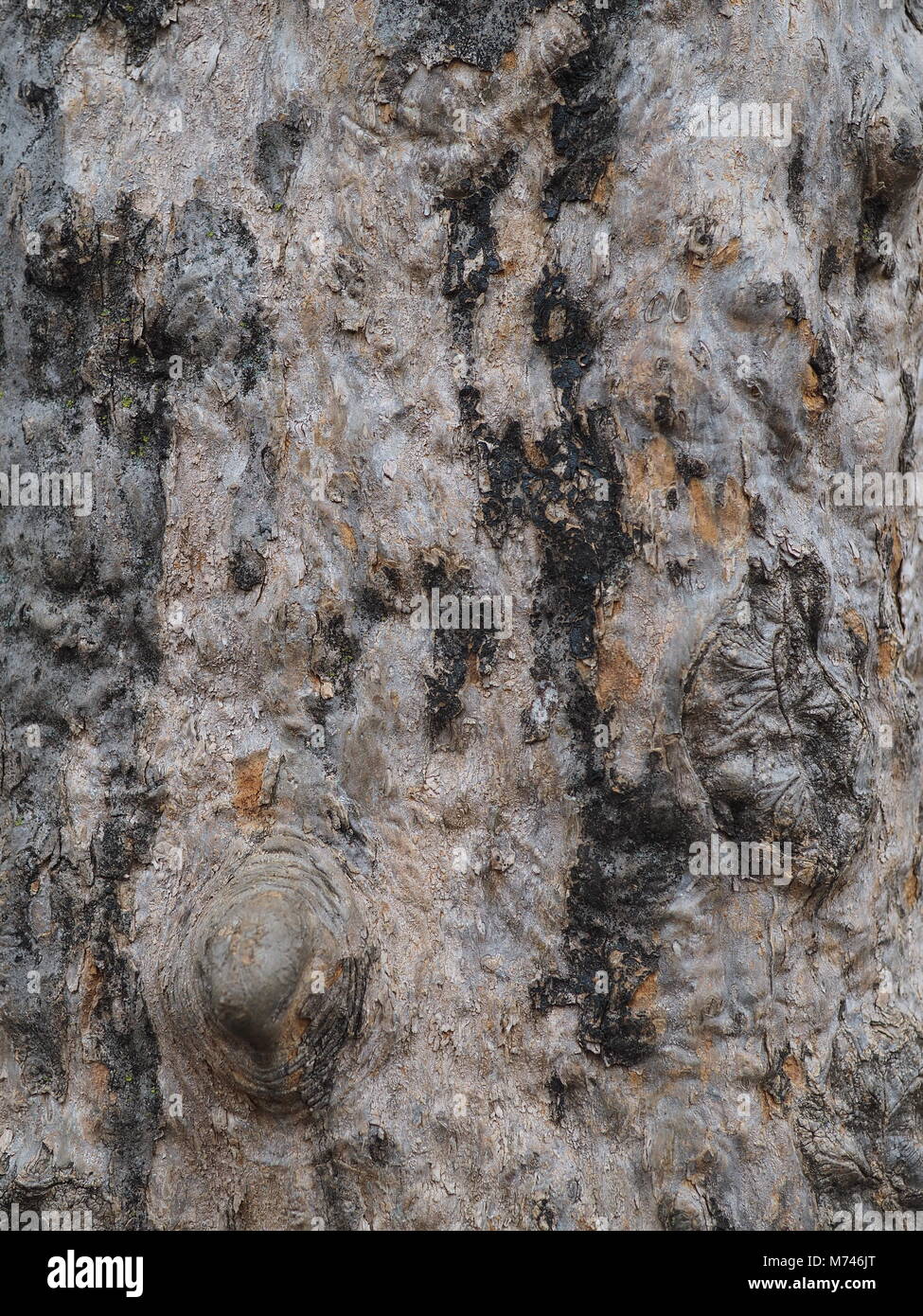 Natural abstract patterns on the bark of an old tree trunk Stock Photo ...