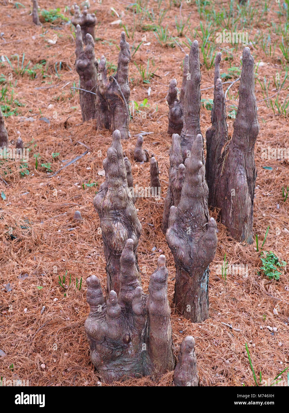 Cypress roots hi-res stock photography and images - Alamy