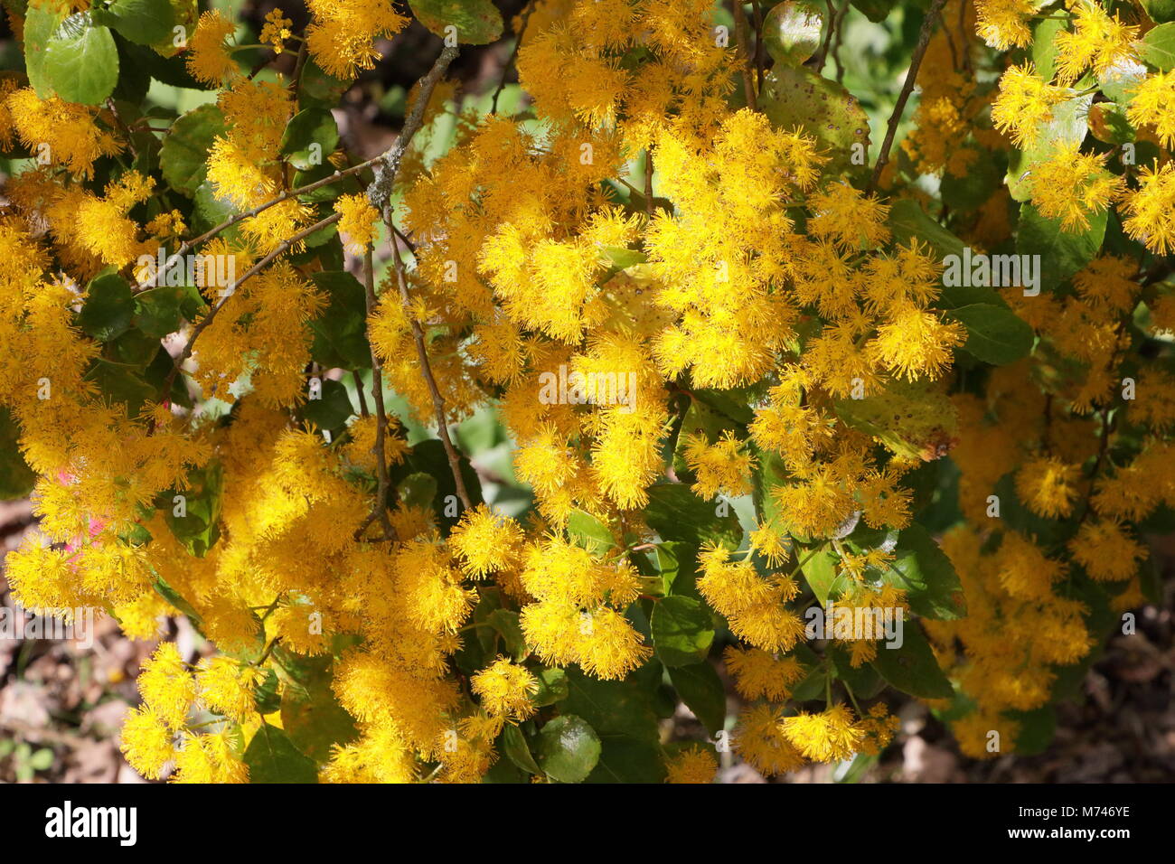 Azara serrata Stock Photo - Alamy