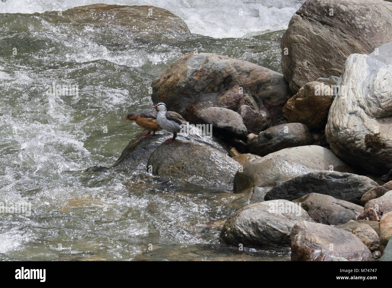 Pato torrentaro hi-res stock photography and images - Alamy