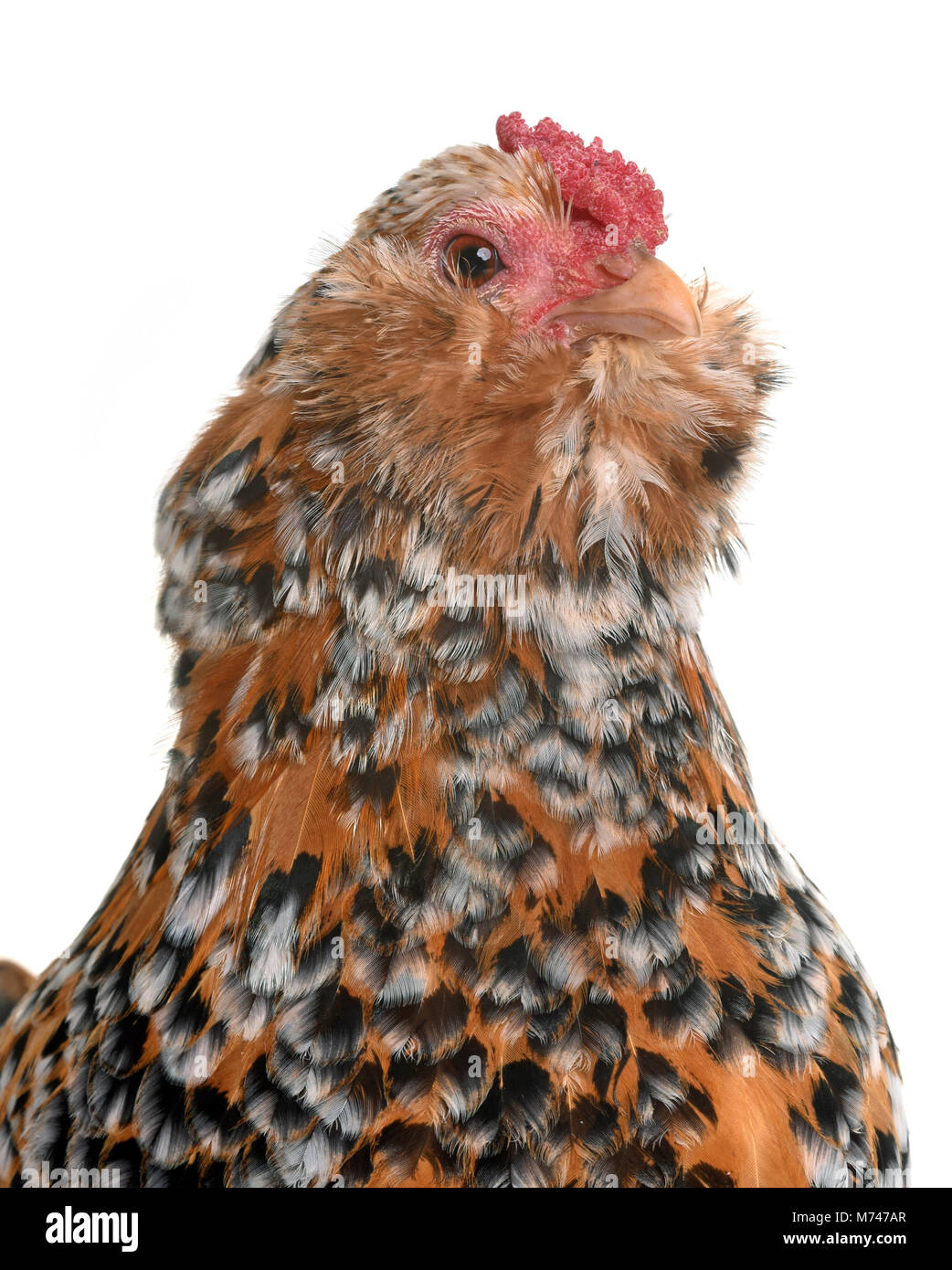 Barbu d'Anvers in front of white background Stock Photo - Alamy