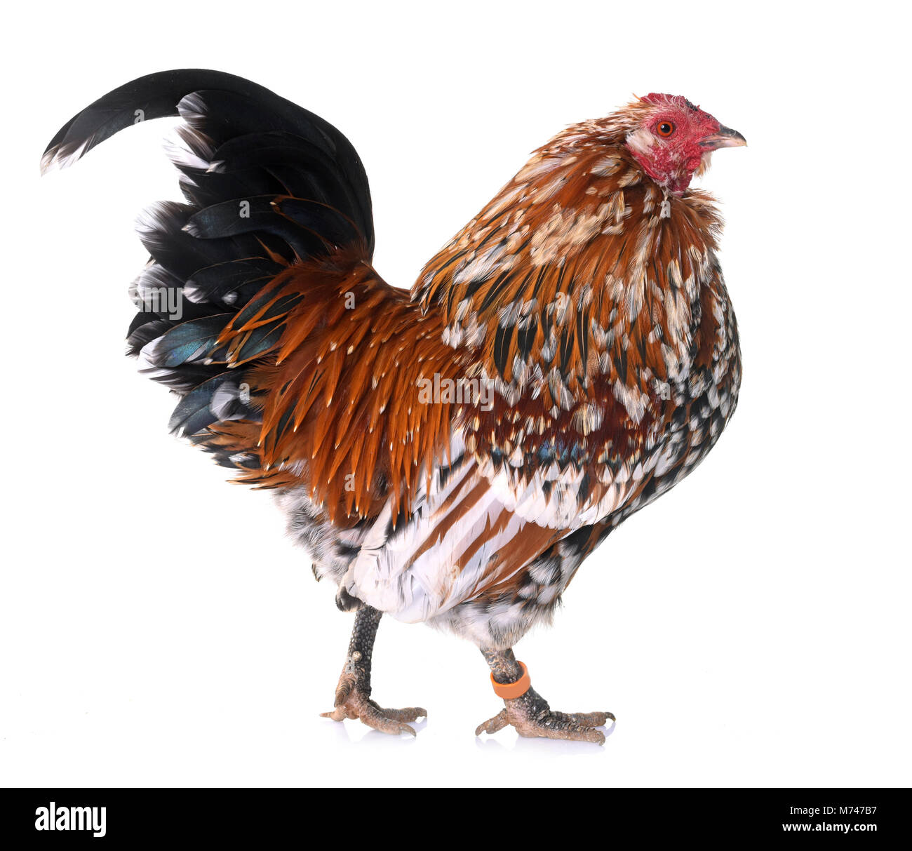 Barbu d'Anvers in front of white background Stock Photo - Alamy