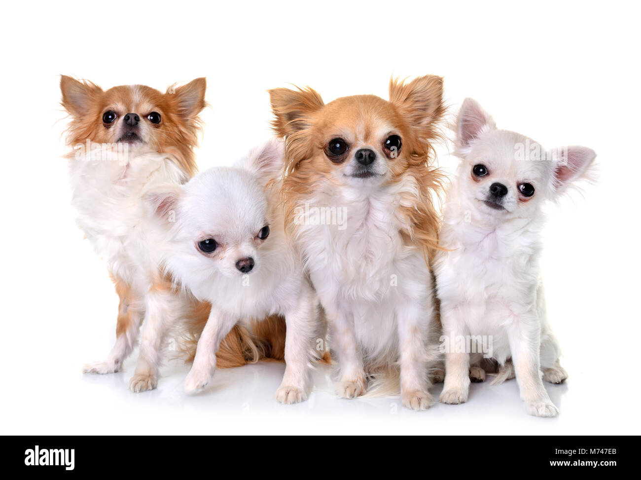 four chihuahuas in front of white background Stock Photo - Alamy