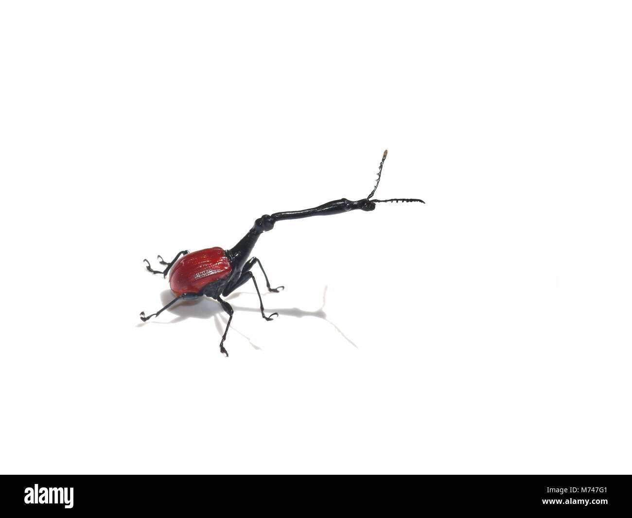 Giraffe weevil endemic to Madagascar isolated on white background Stock ...