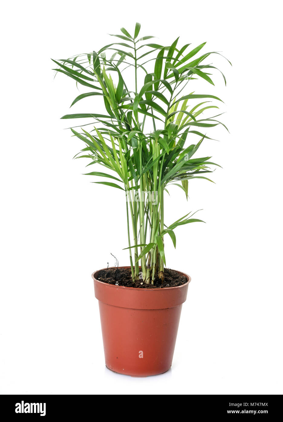 areka palms in front of white background Stock Photo - Alamy