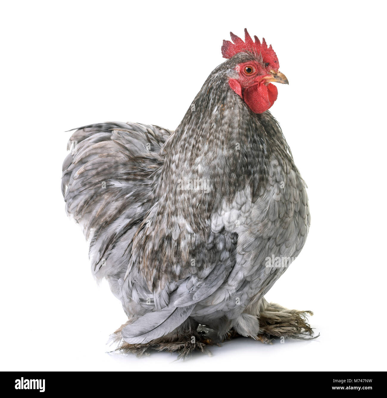 pekin chicken in front of white background Stock Photo - Alamy