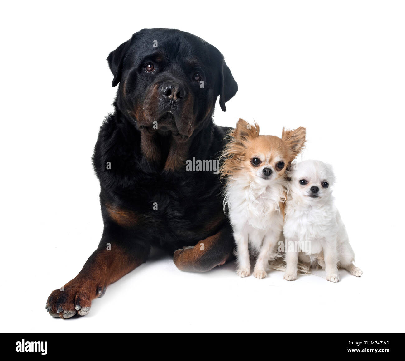 chihuahua and rottweiler in front of white background Stock Photo - Alamy