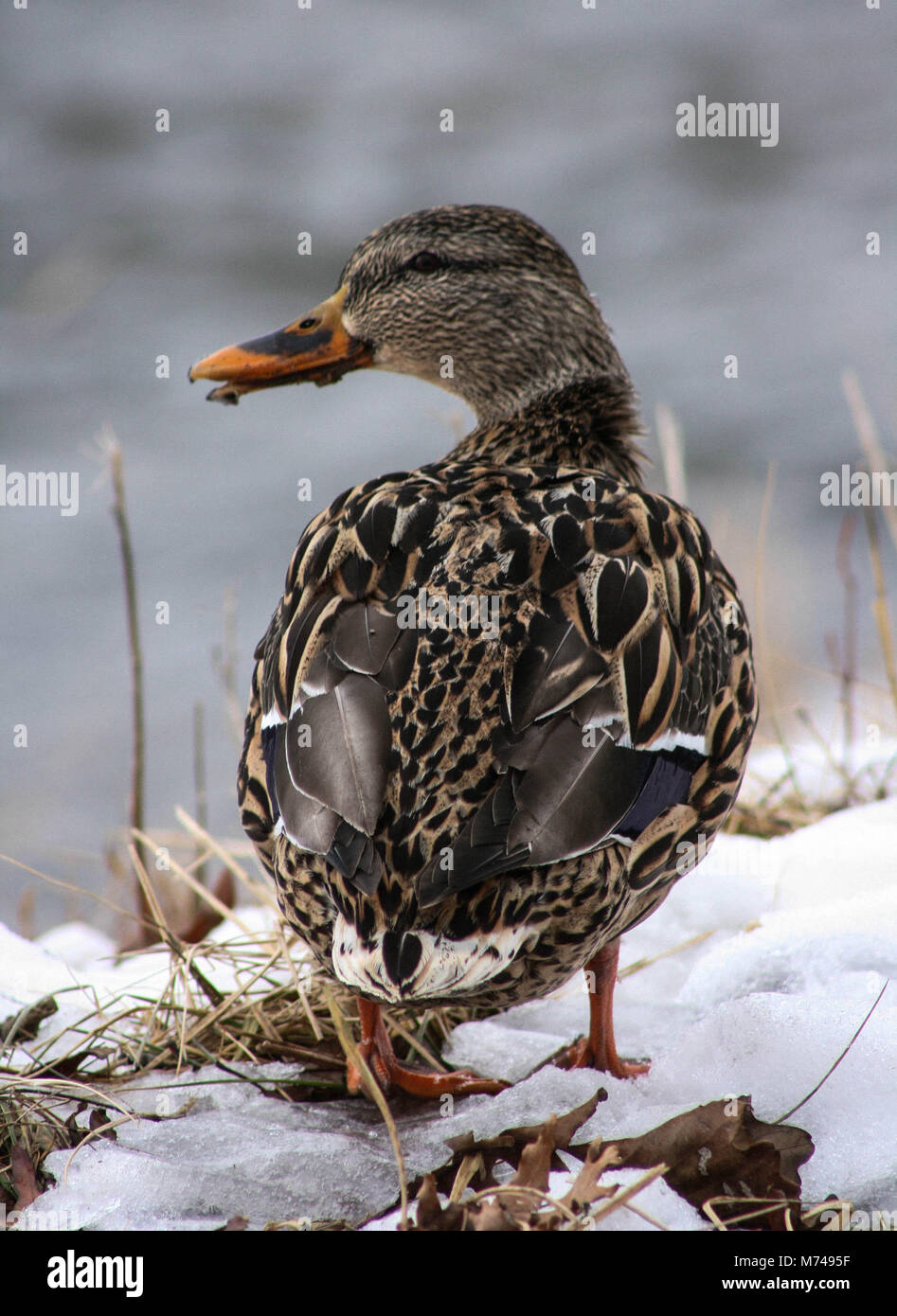 Mallard duck female hen feathers hi-res stock photography and images ...