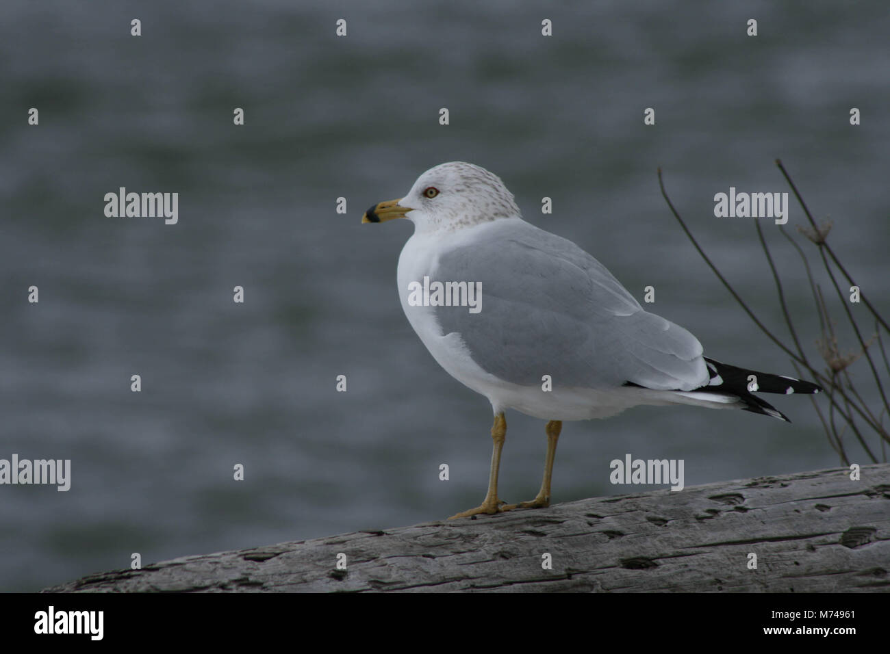 North america seagulls hi-res stock photography and images - Alamy
