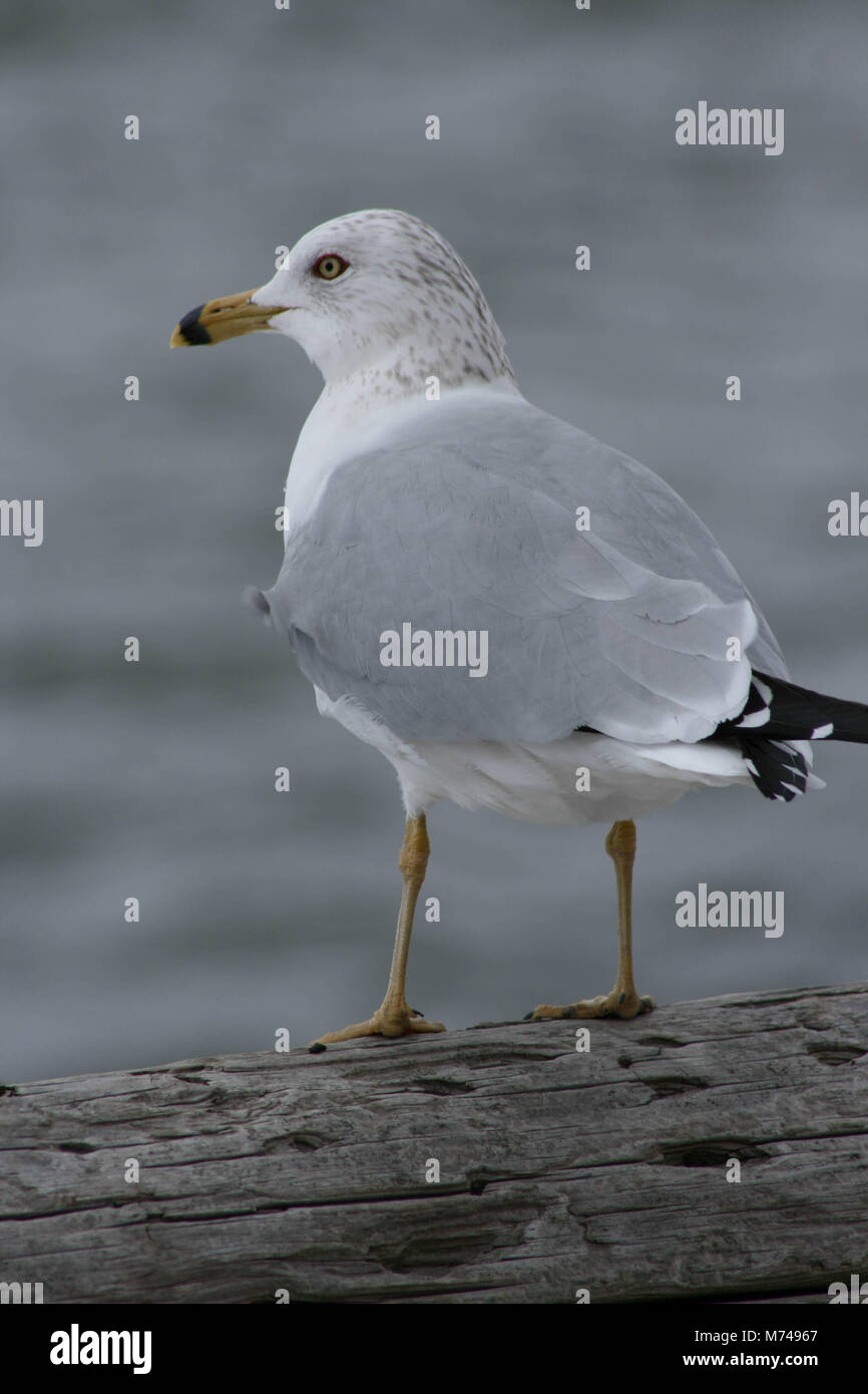 Gulls water hi-res stock photography and images - Alamy
