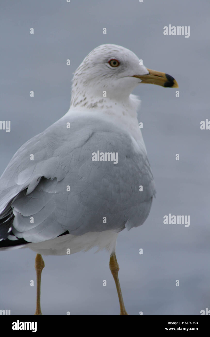 North america seagulls hi-res stock photography and images - Alamy