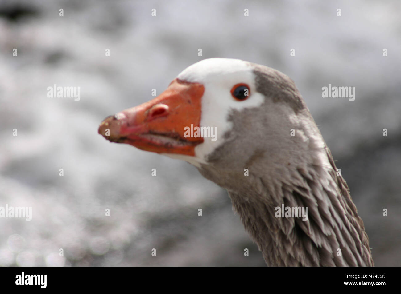 Goose bills hi-res stock photography and images - Alamy
