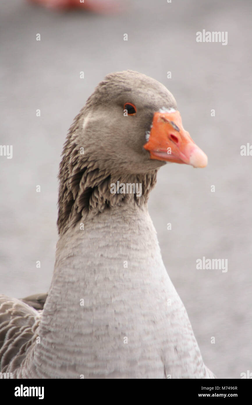 Long Neck Goose High Resolution Stock Photography and Images - Alamy