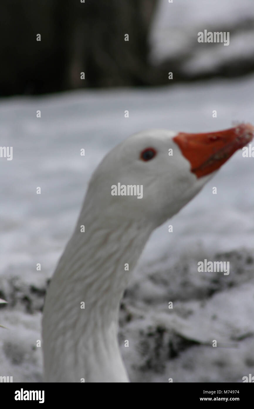 Farm goose hi-res stock photography and images - Alamy