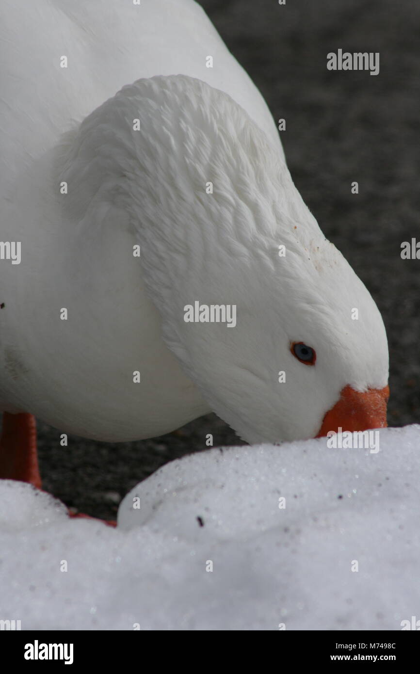 Goose looking at you Stock Photo - Alamy