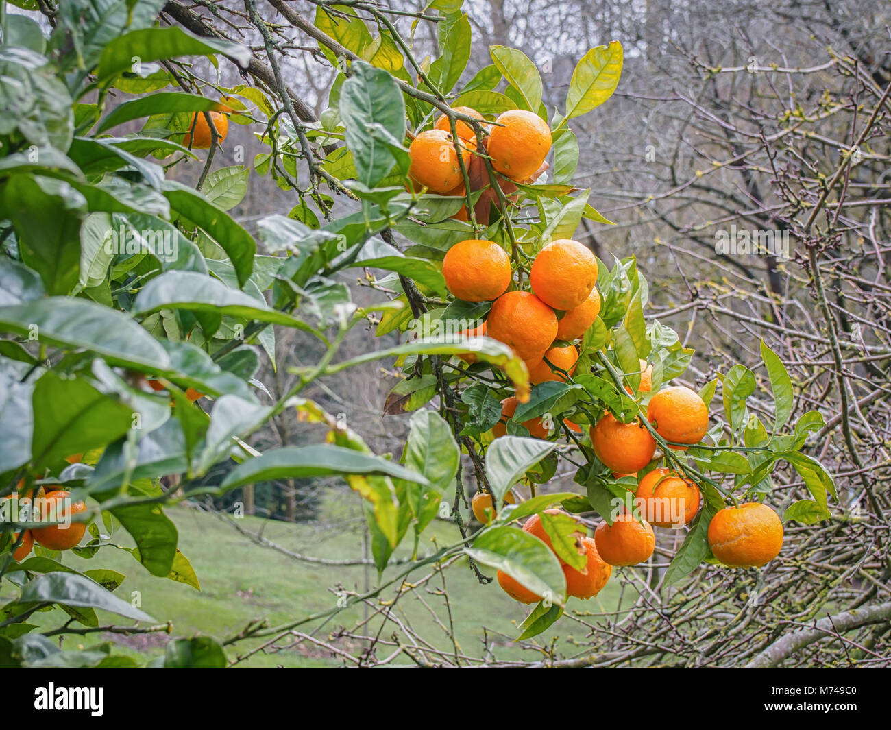 Branch of an orange tree with fruits on it in a winter cloudy day Stock ...