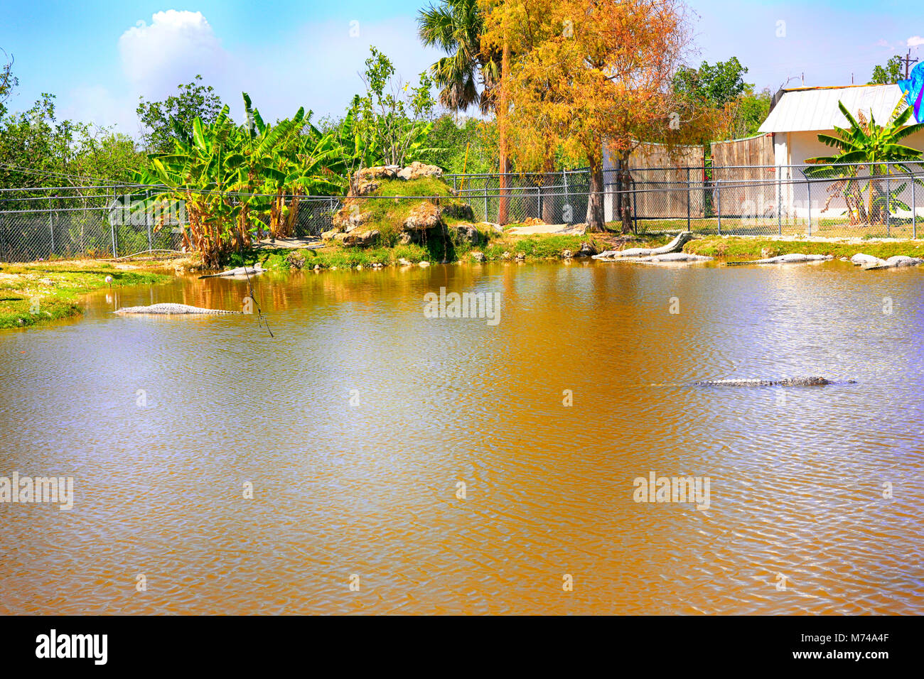 Gator farm located just outside Everglades City in Florida USA Stock ...