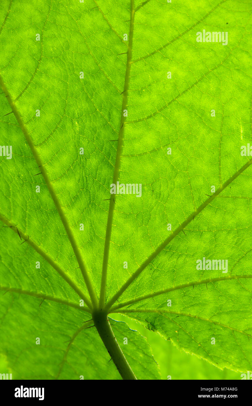 Devil's club leaf, Sasquatch Provincial Park, British Columbia, Canada ...