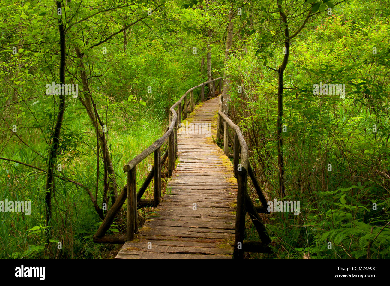 Boardwalk on Beaver Pond Trail, Sasquatch Provincial Park, British ...