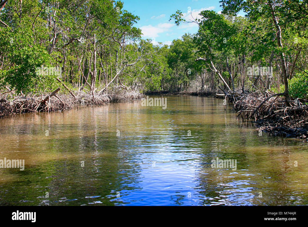 Mangrove swamps around Everglades City in South Florida USA Stock Photo ...