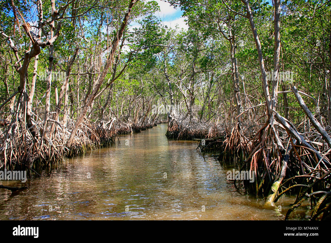 Mangrove swamp everglades hi-res stock photography and images - Alamy
