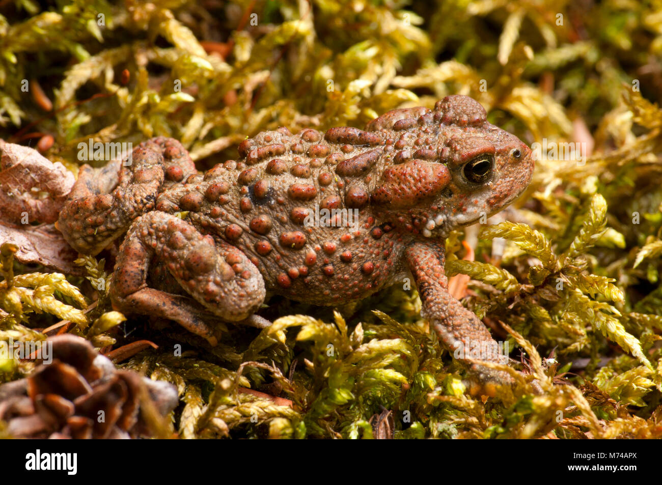 Western toad hi-res stock photography and images - Alamy