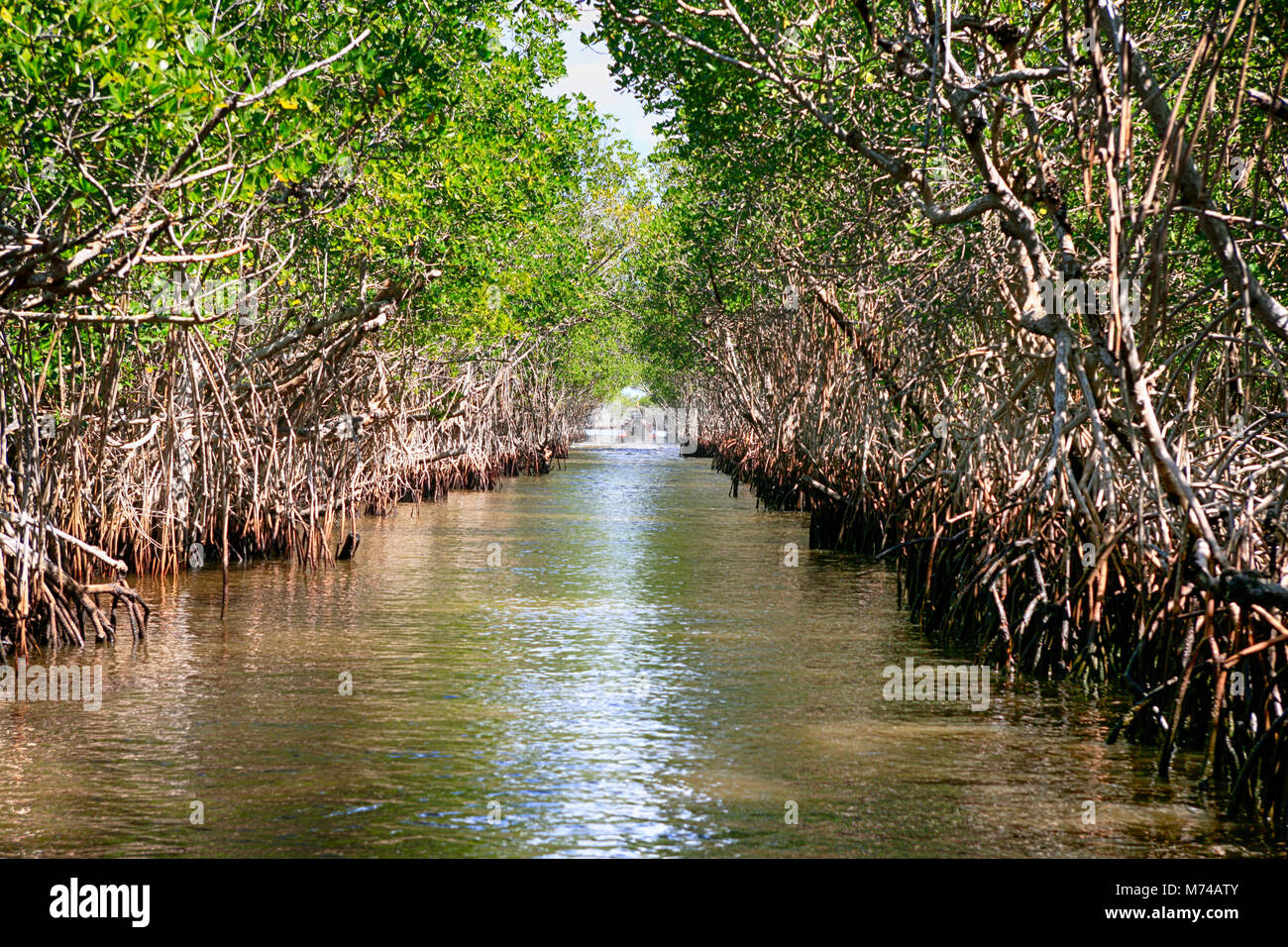 Mangrove swamps around Everglades City in South Florida USA Stock Photo ...