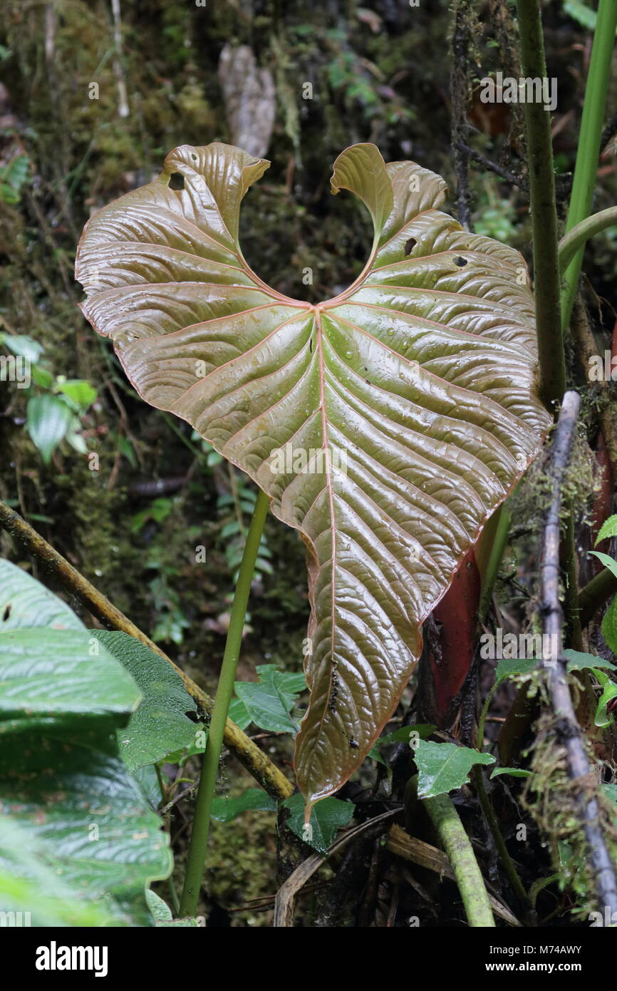 Philodendron leaf hi-res stock photography and images - Alamy