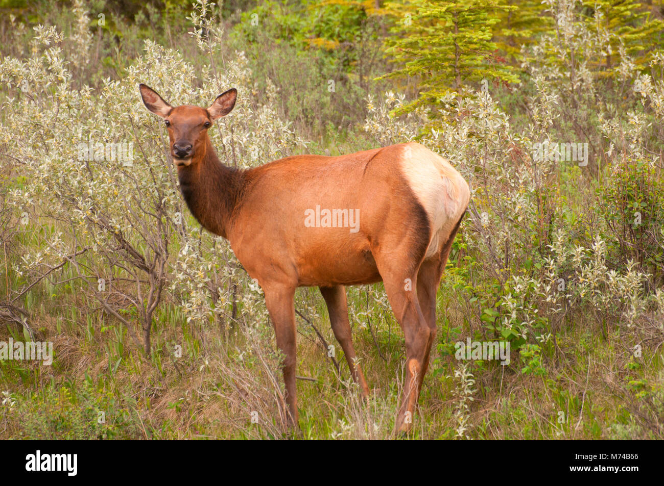 Rocky Mountain elk, Kootenay National Park, British Columbia, Canada ...
