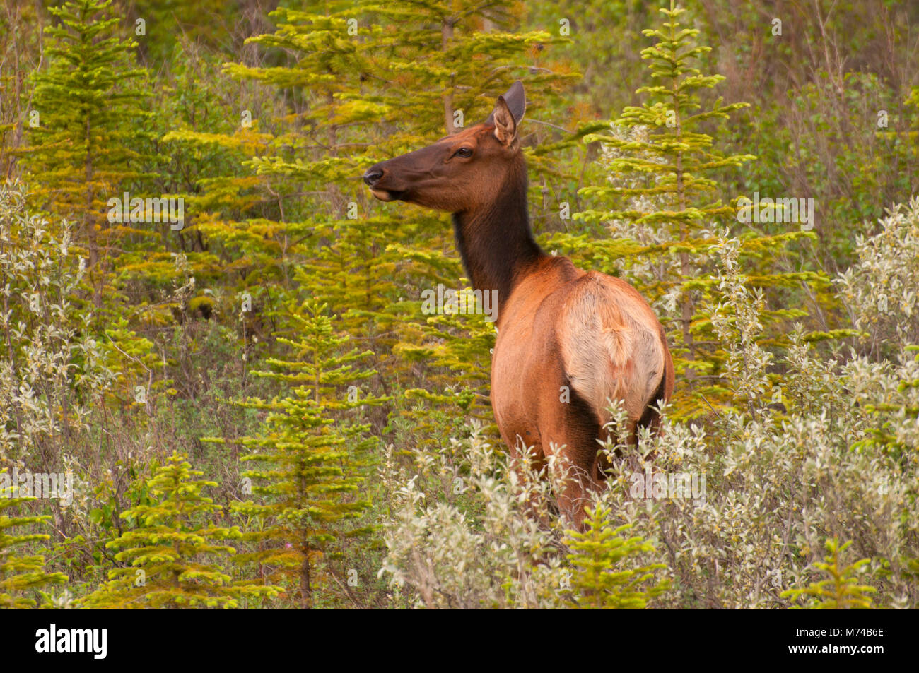 Elk canada mountains hi-res stock photography and images - Alamy