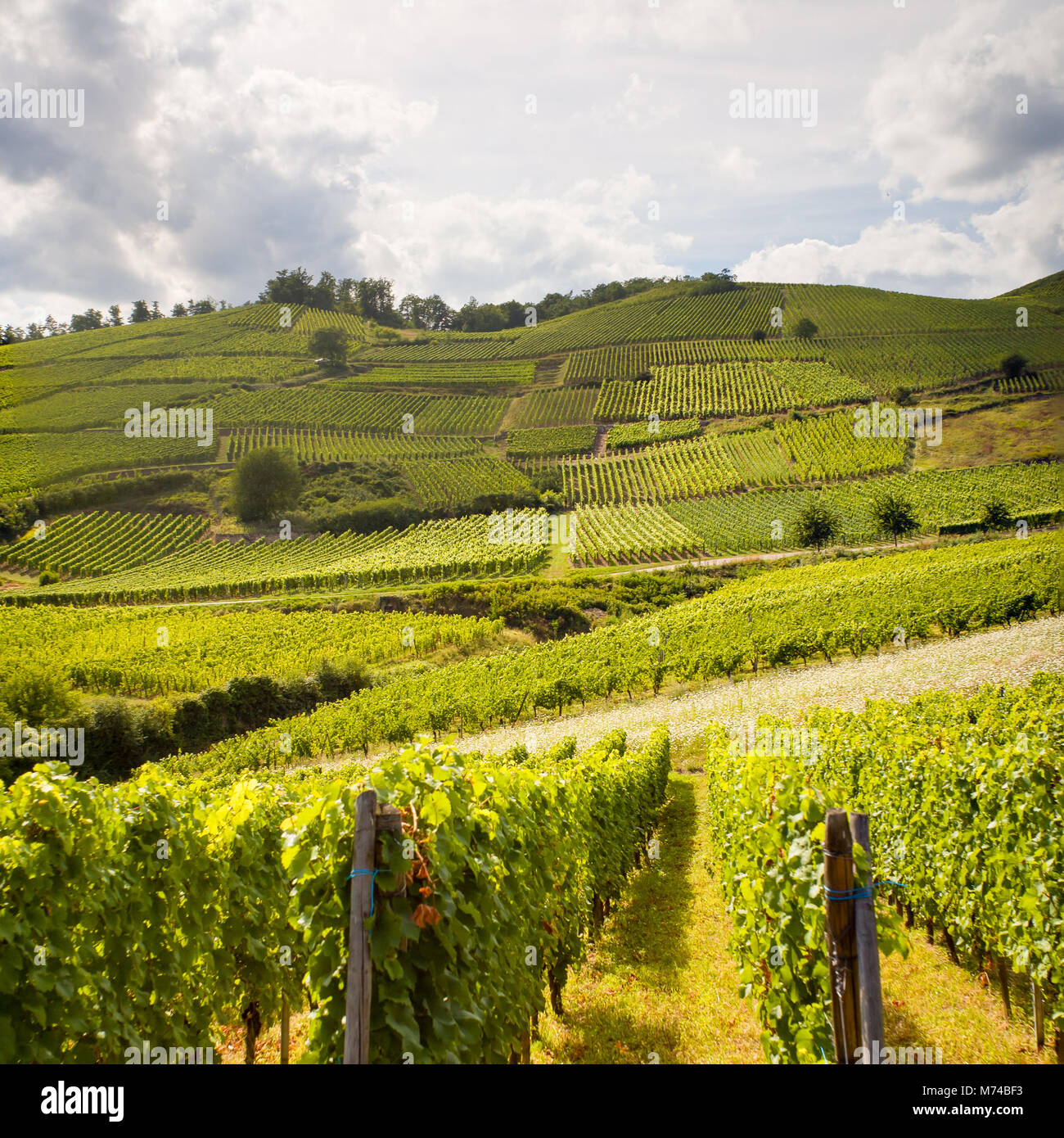 Vineyard scenery hi-res stock photography and images - Alamy