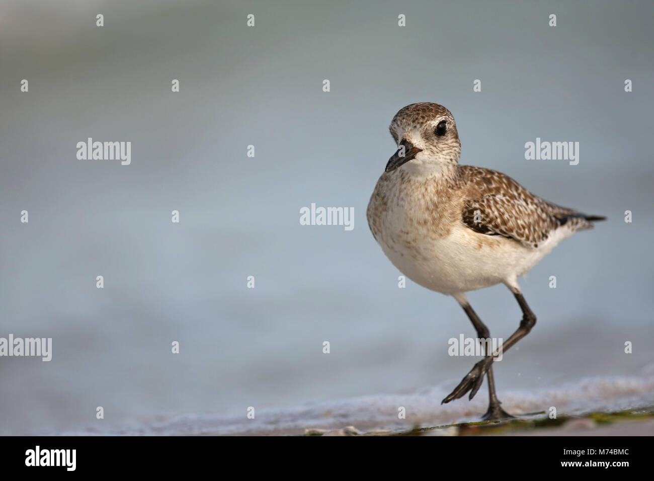 Strutting bird birds hi-res stock photography and images - Alamy
