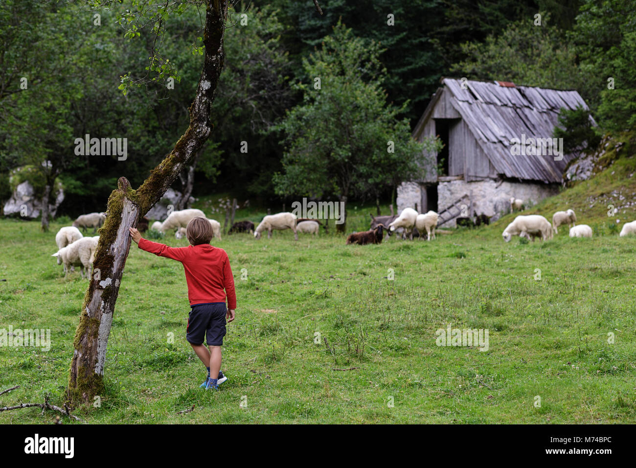 Young boy leaning on a tree while watching a herd of sheep in front of ...