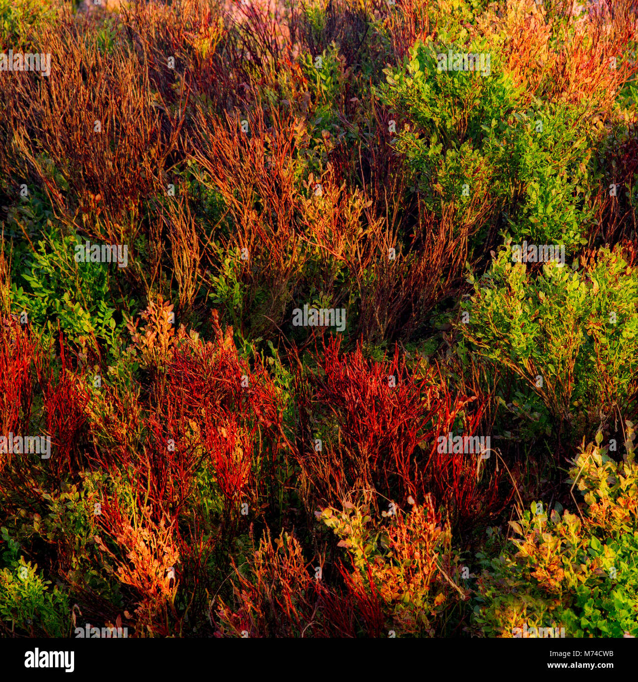 Colourful natural heather plants Stock Photo - Alamy