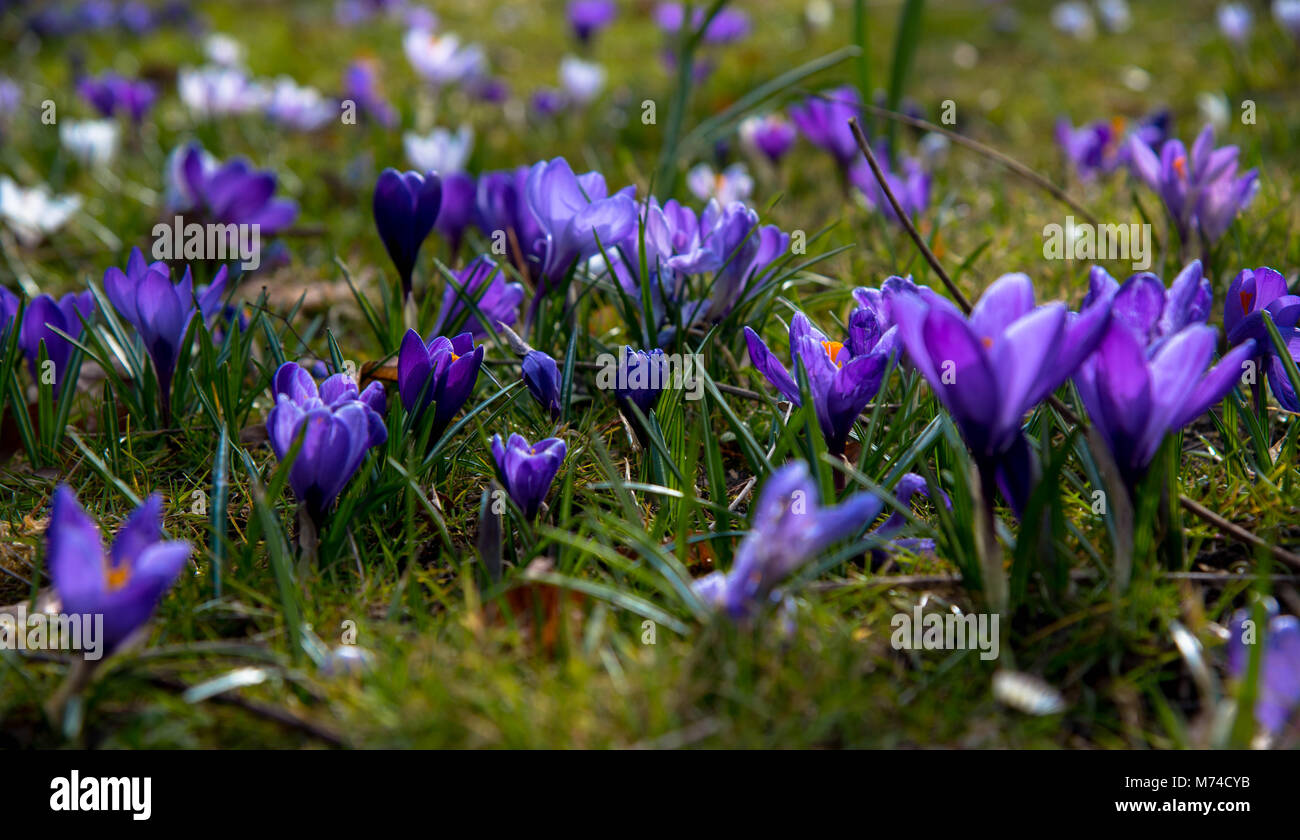 Crocus in early spring in Germany Stock Photo - Alamy