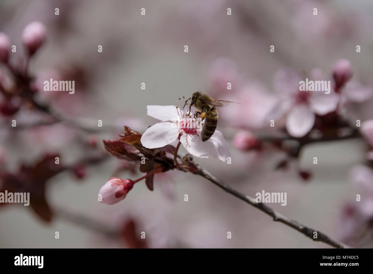 Bee pollination on a beautiful flower of Prunus cerasifera pissardii ...