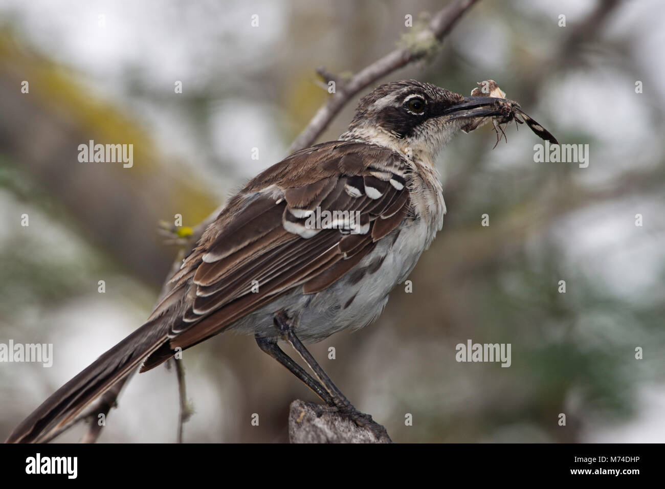 Genovesa island galapagos islands unesco world heritage site ecu hi-res ...