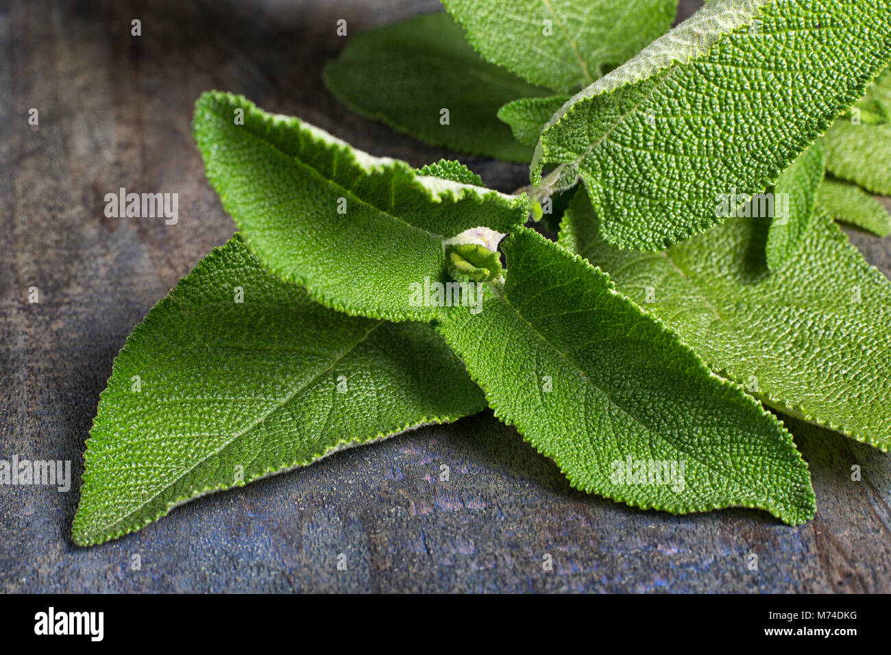 Matico hi-res stock photography and images - Alamy