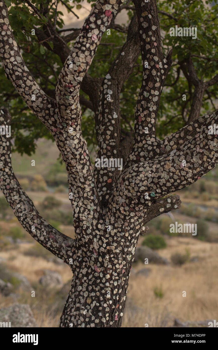 Gumball tree hi-res stock photography and images - Alamy