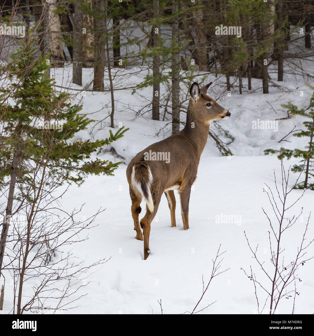 Side portrait of a young deer standing in a snowy forest clearing taken ...
