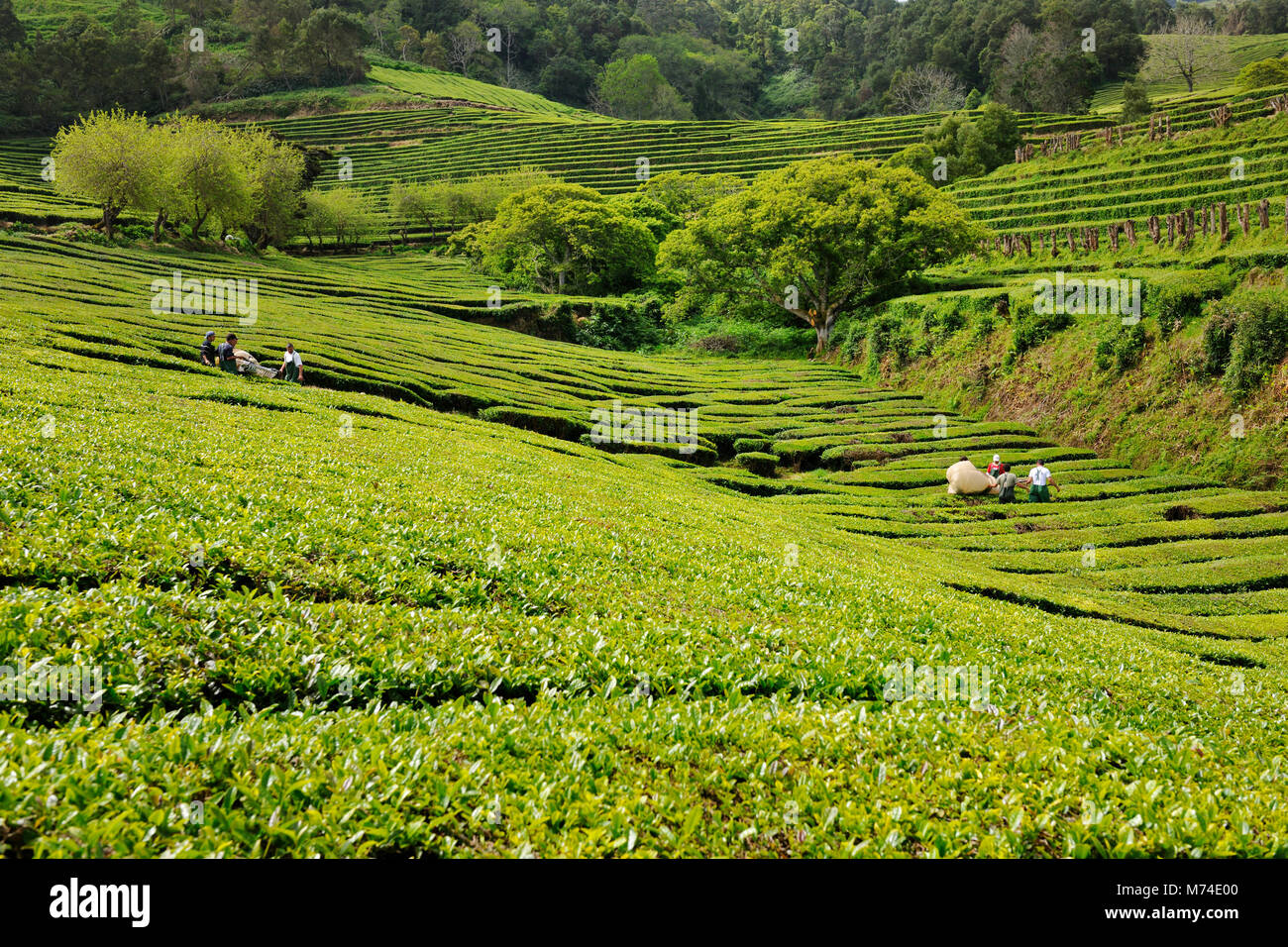 Workers picking the tea leaves at Gorreana tea plantations. São Miguel ...