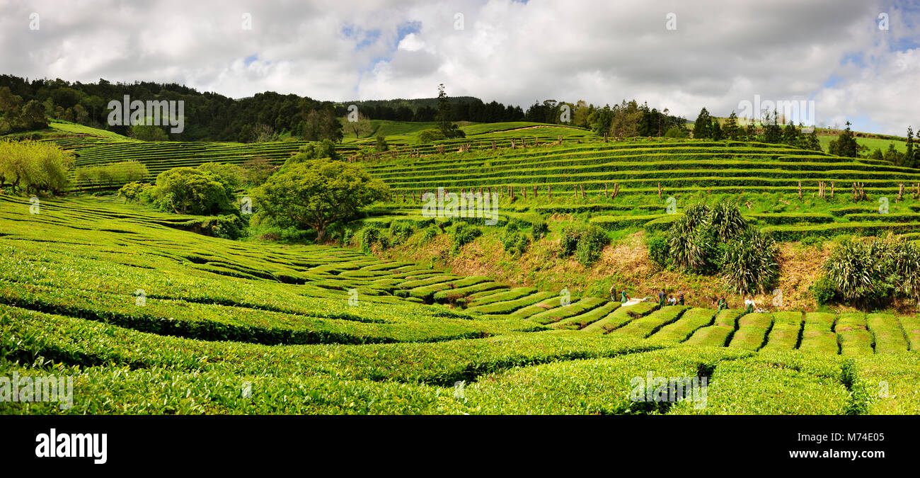 Workers picking the tea leaves at Gorreana tea plantations. São Miguel ...