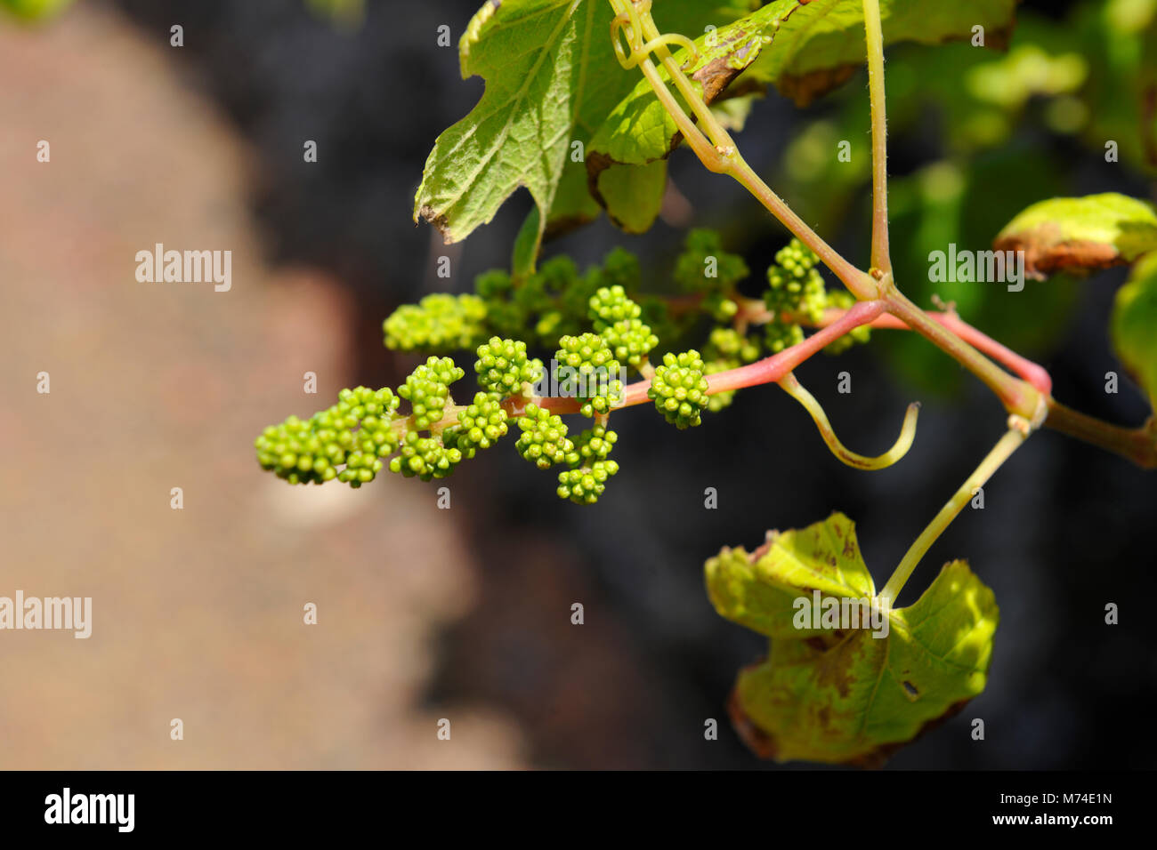 Grapes in the vineyards inside lava walls at Criação Velha. A UNESCO ...